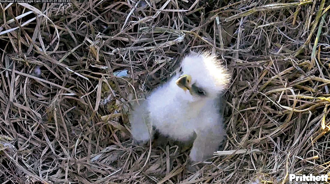 Birth of eaglet caps busy year for Southwest Florida Eagle Cam ...